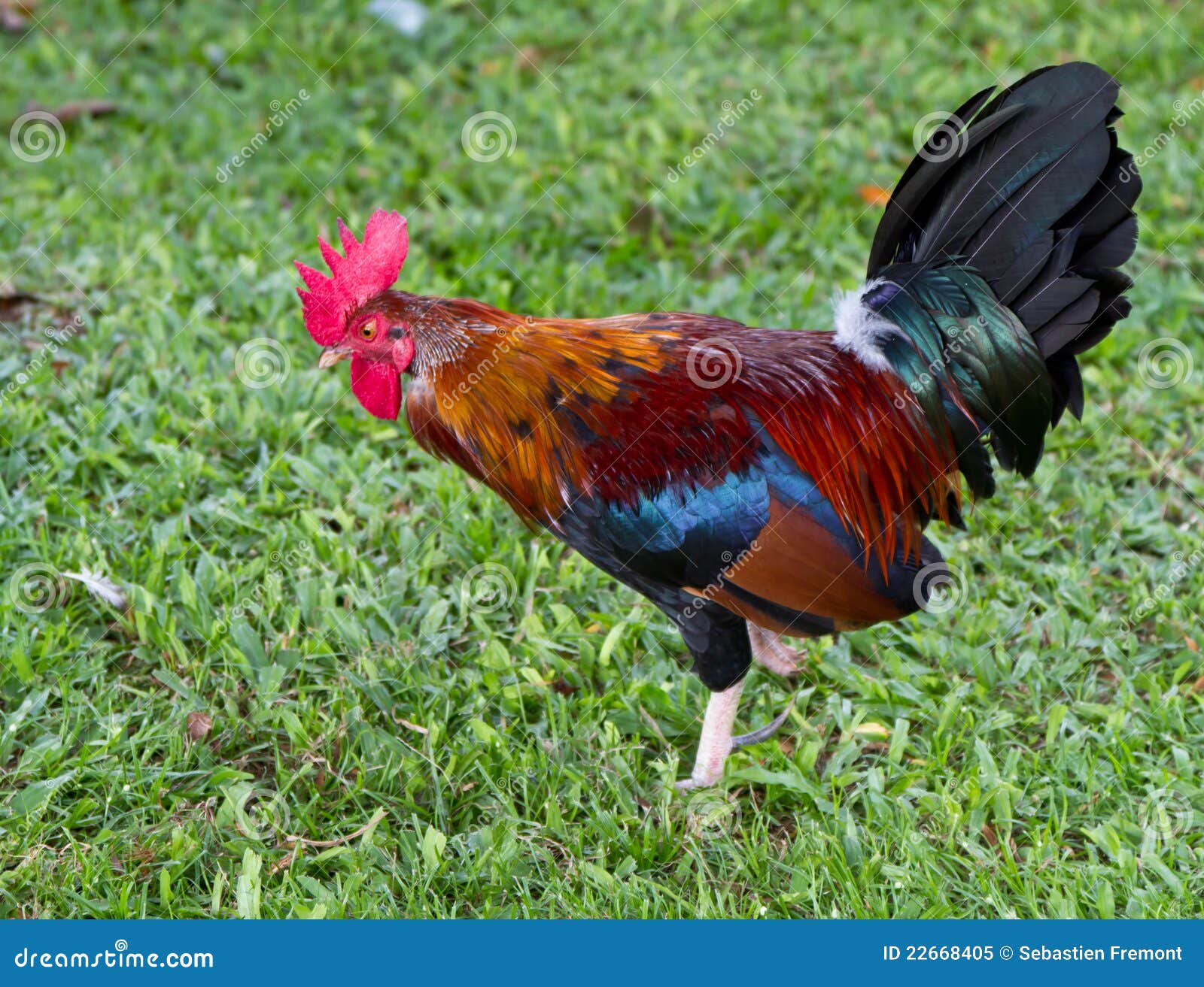 Colorful Male Rooster stock image. Image of eggs, chick - 22668405