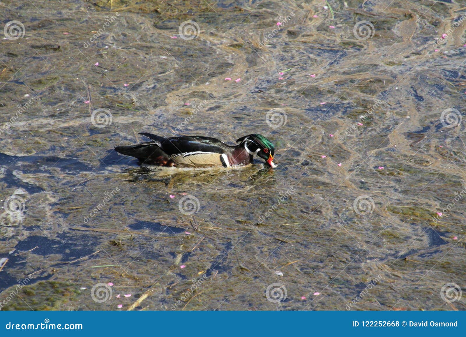 A Colorful Male Wood Duck Swimming in a Stream Stock Photo - Image of ... A Colorful Male Wood Duck Swimming in a Stream Stock Photo - Image of ...
