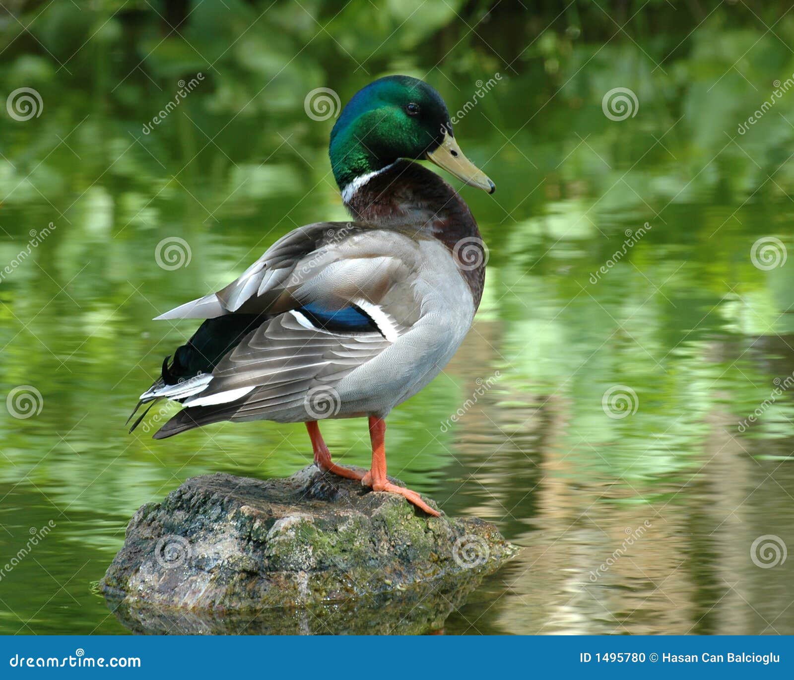 Mallard Duck Youtube Channel Art Banner Stock Photography ...