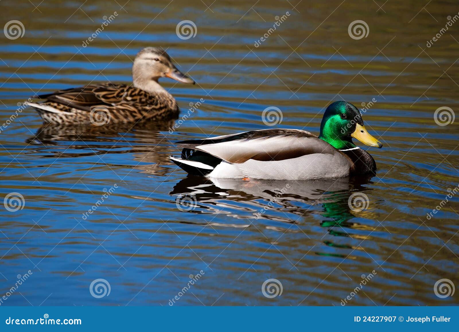 Colorful mallard swimming stock image. Image of duck - 24227907
