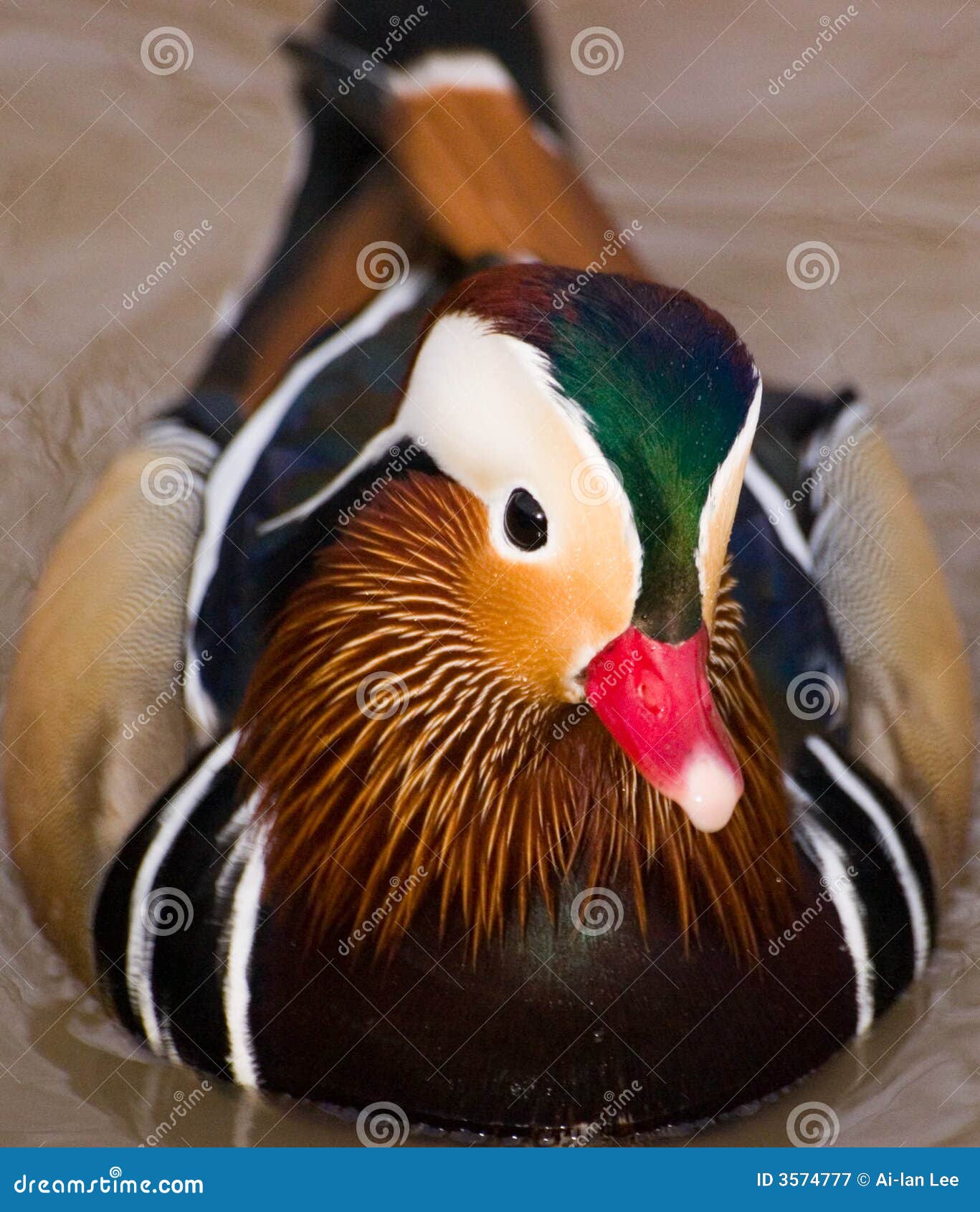 Colorful Mandarin Duck stock image. Image of wildlife - 3574777