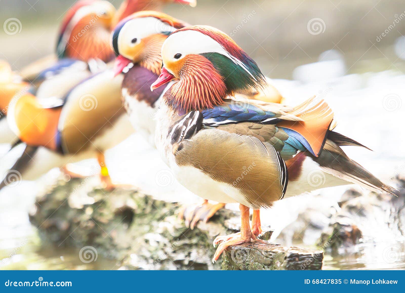 Colorful Mandarin Duck Lantern Royalty-Free Stock Photography ...
