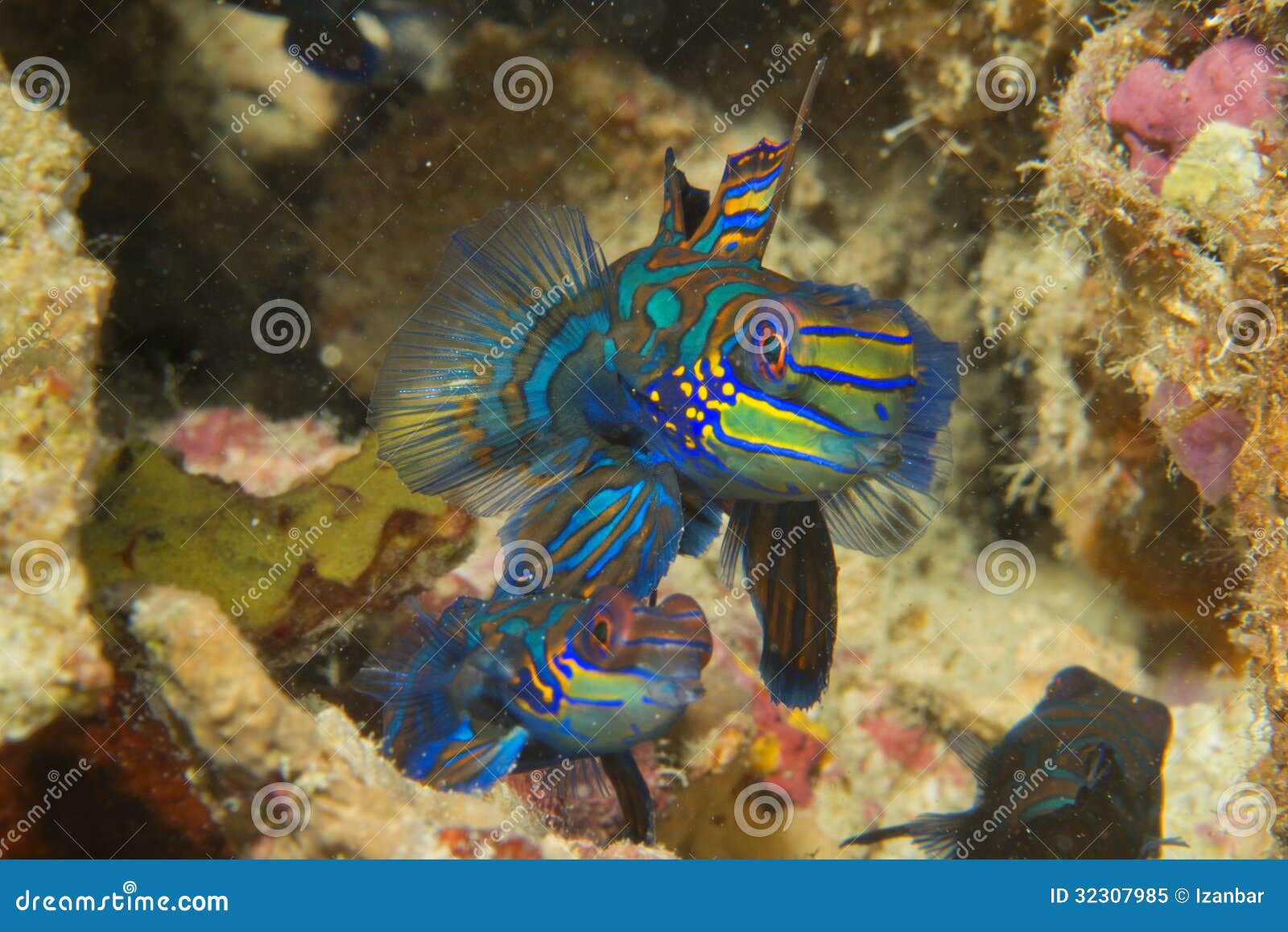 A colorful mandarin fish stock image. Image of exotic - 32307985