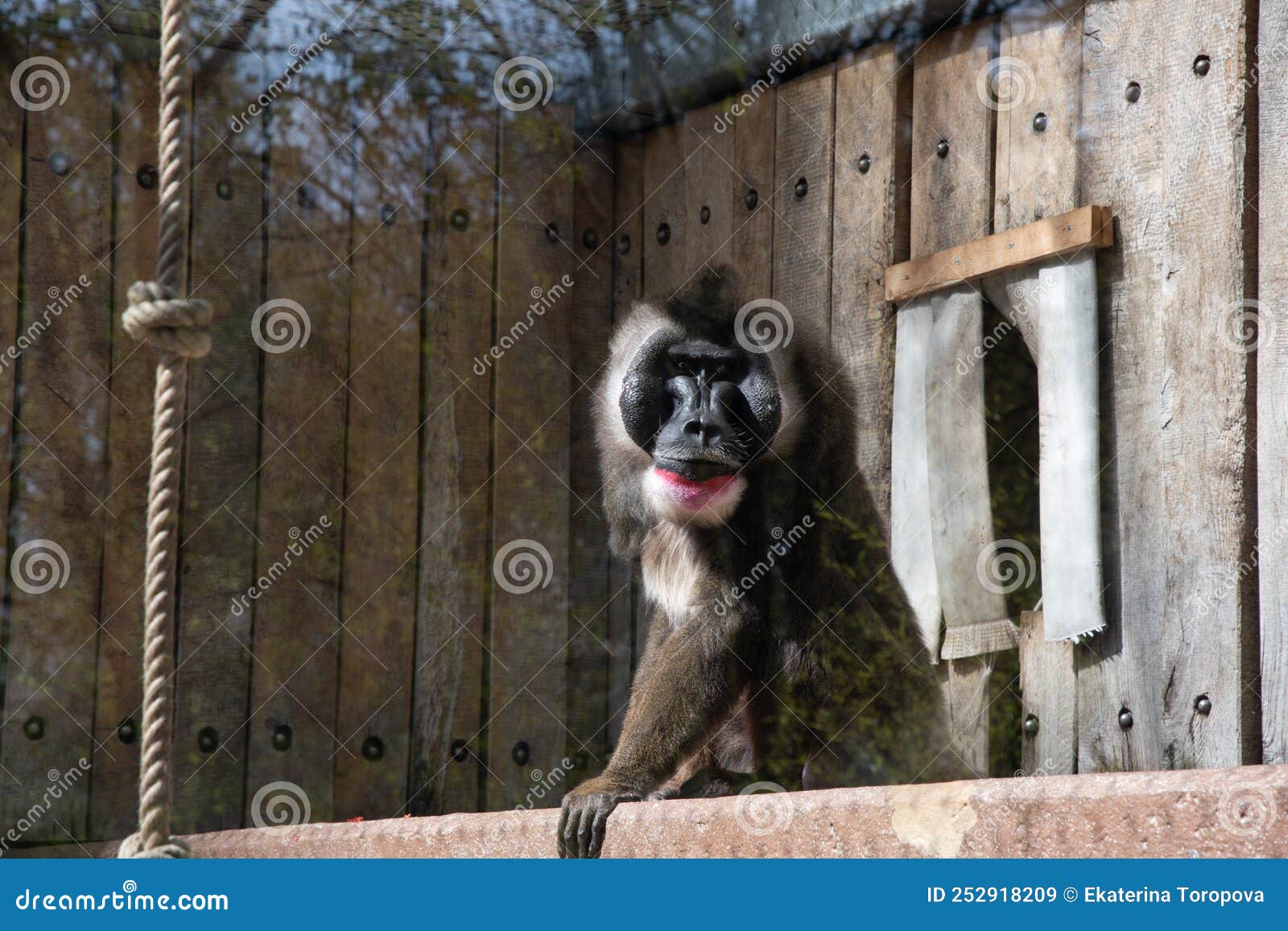 Colorful Mandril Dril Monkey with a Black Muzzle and a Blue-pink ...