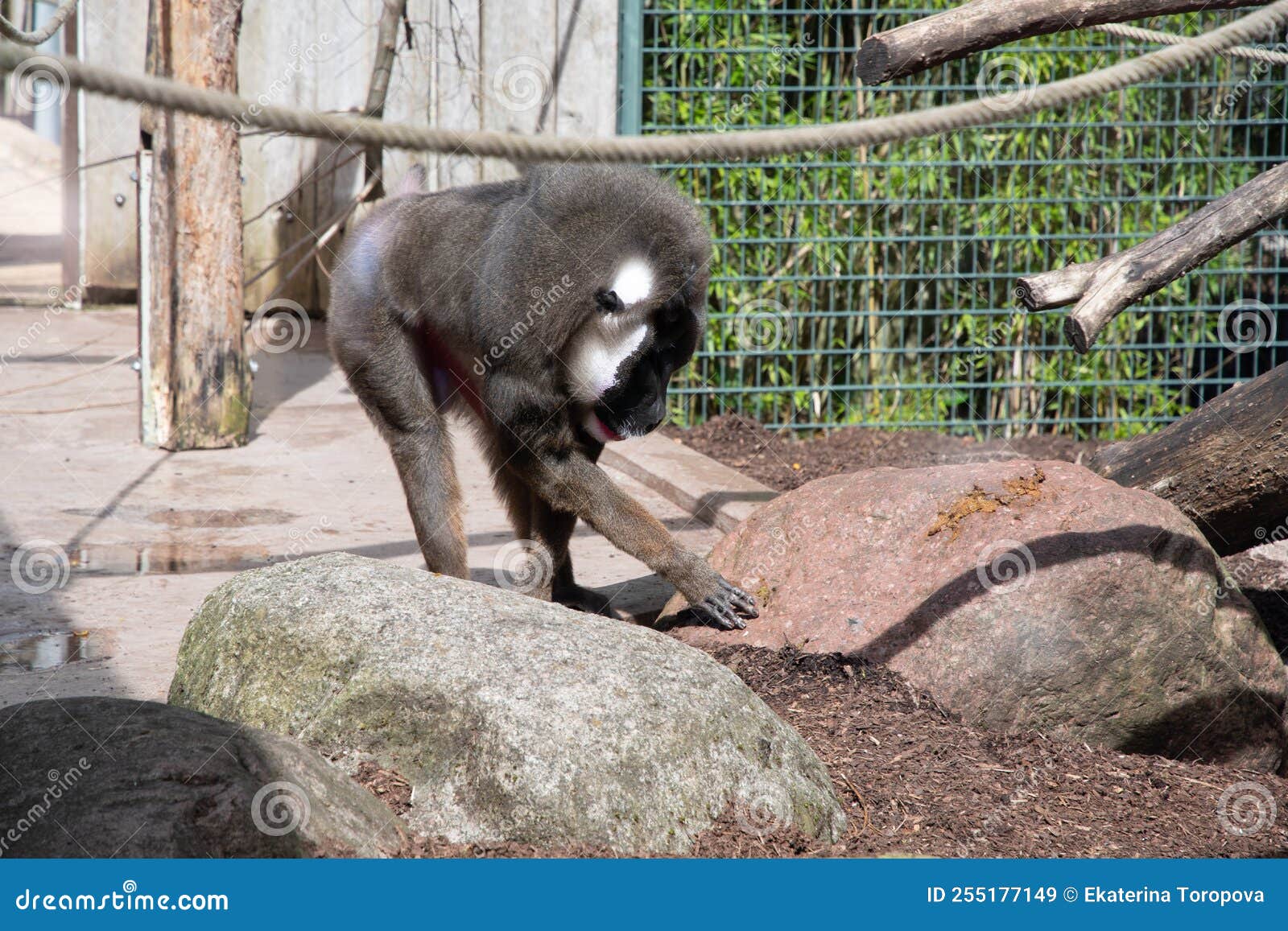 Colorful Mandril Dril Monkey with a Black Muzzle and a Blue-pink ...