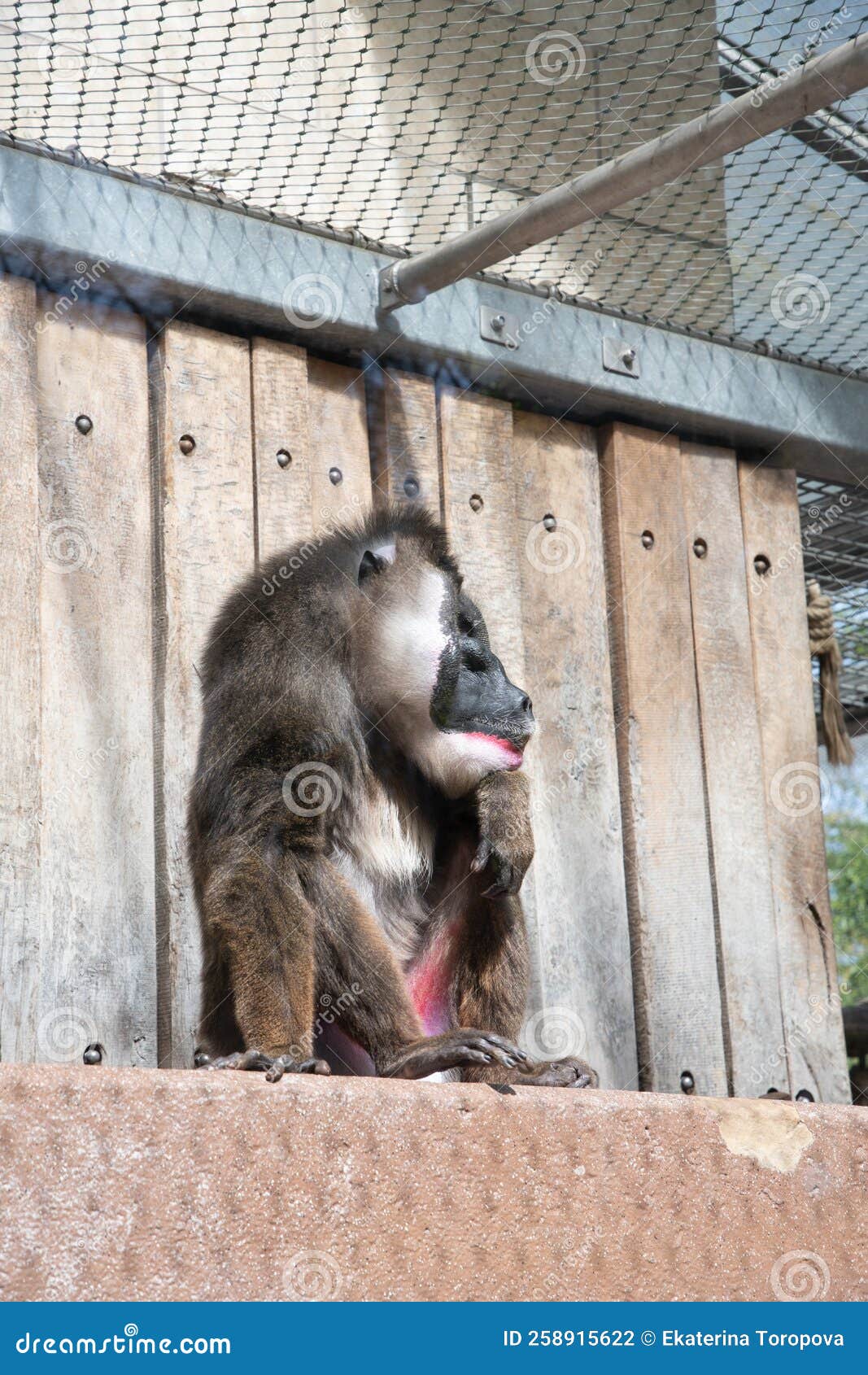 Colorful Mandril Dril Monkey with a Black Muzzle and a Blue-pink ...