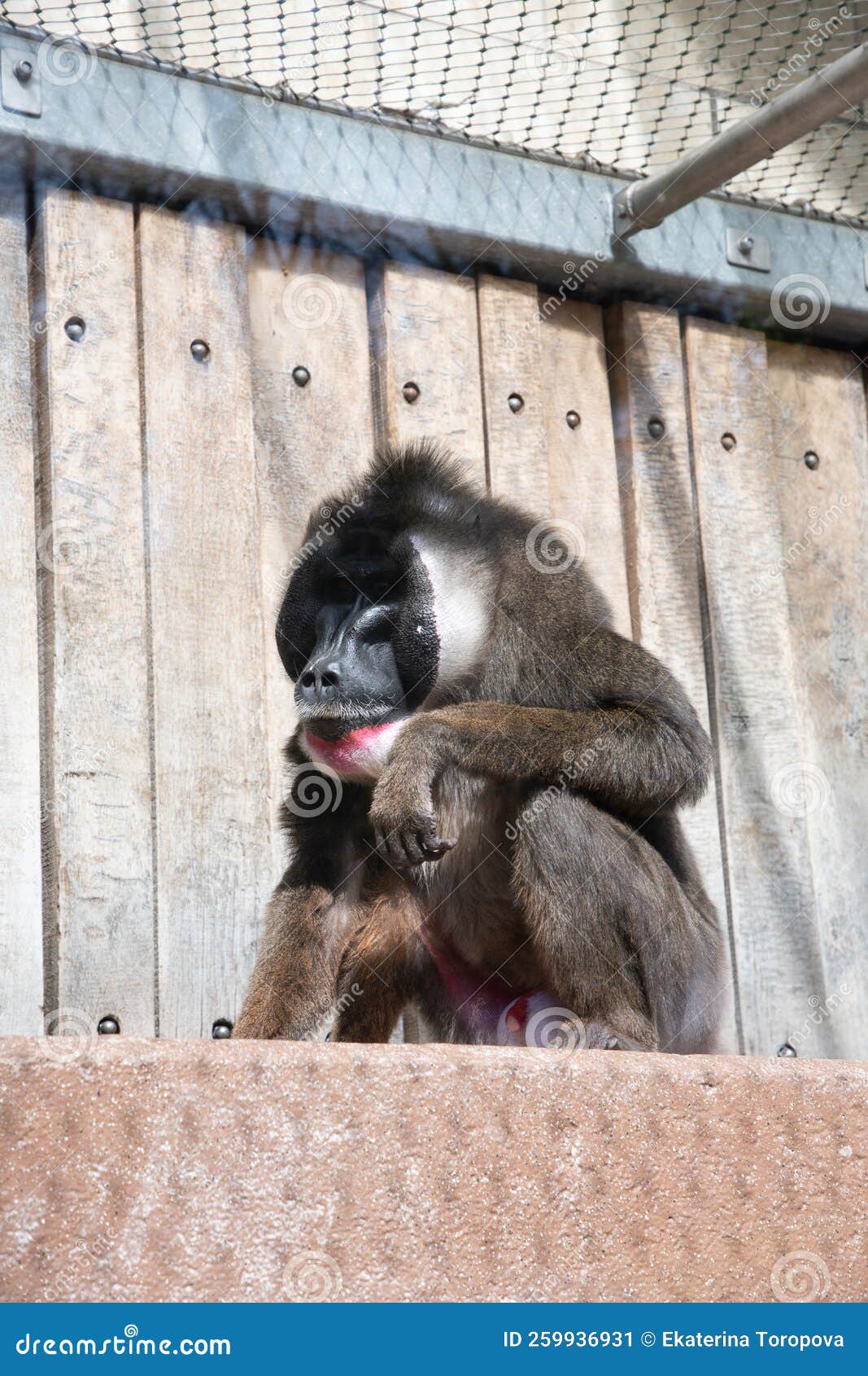 Colorful Mandril Dril Monkey with a Black Muzzle and a Blue-pink ...