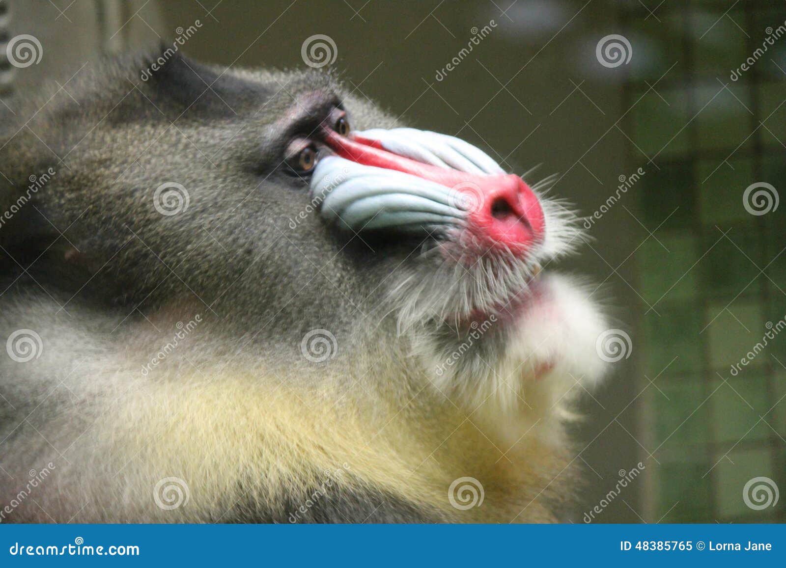 Monkey Colorful Mandrill (Mandrillus Sphinx) Stock Image - Image of ...