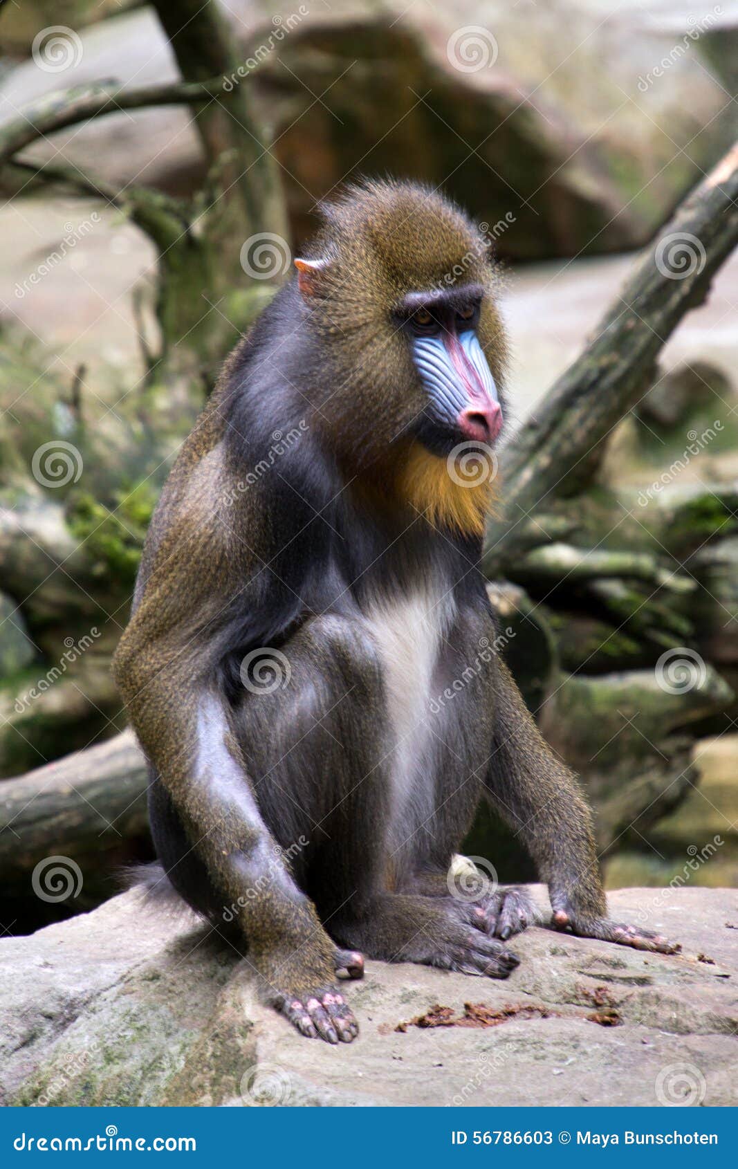 Colorful Mandrill Sitting on a Rock Stock Image - Image of captive ...
