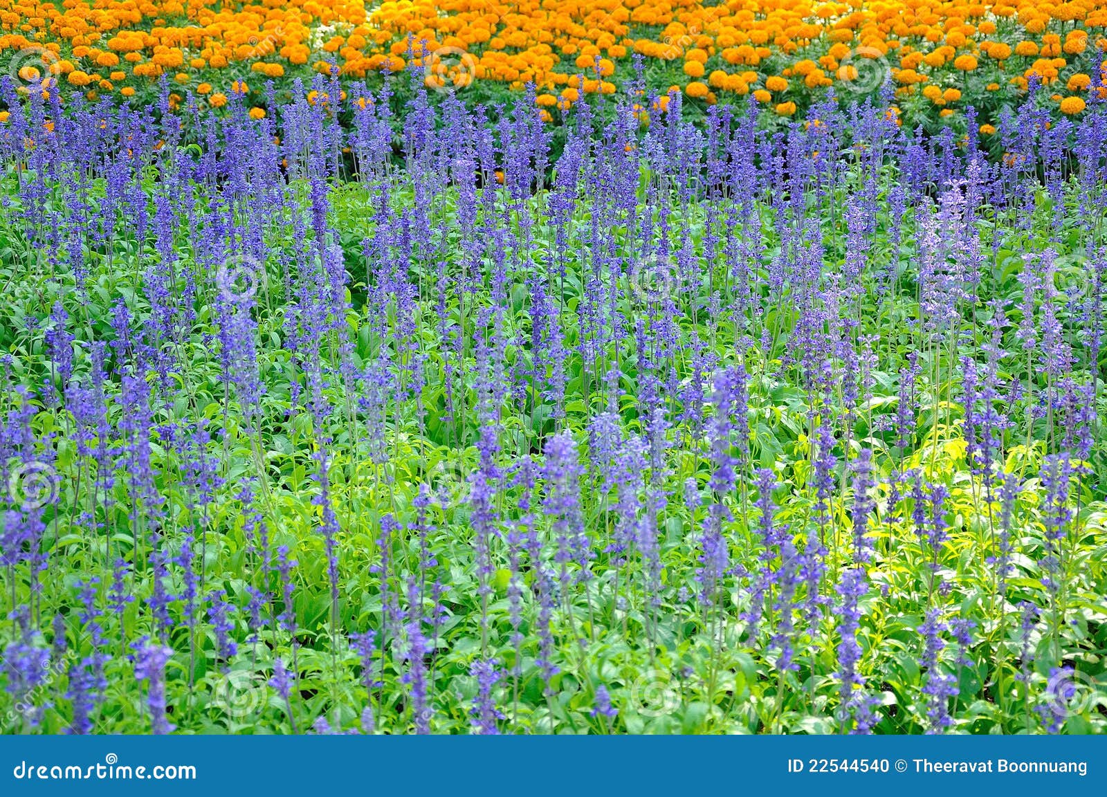 Colorful of Many Small Flower Stock Photo - Image of color, natural ...