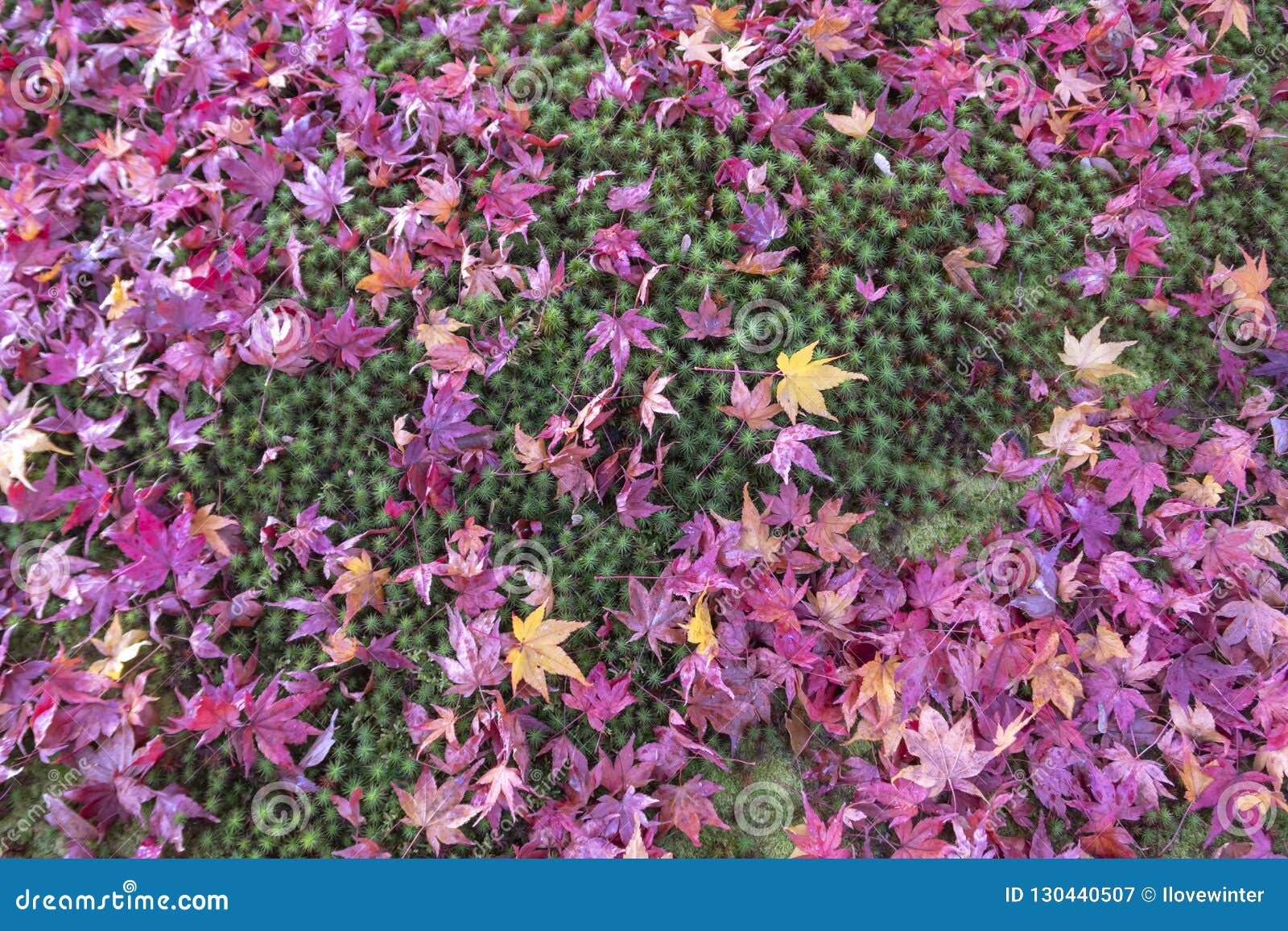 Colorful Maple Autumn Leaves with Green Moss Stock Image - Image of ...