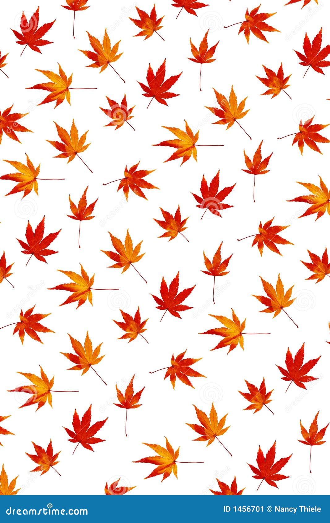 Colorful Maple Leaf Abstract Stock Image - Image of background, leaves ...