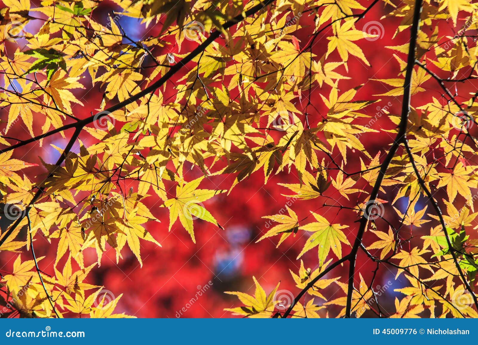 Colorful maple leaf stock photo. Image of perfection - 45009776