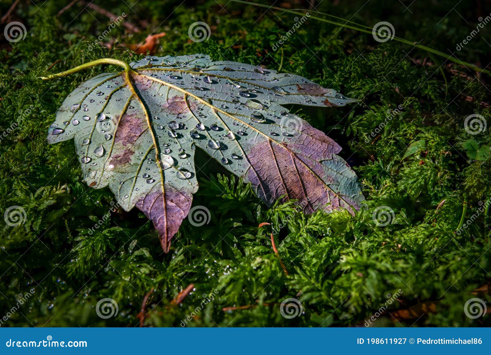 Colorful Maple Leaf in the Colorful Autumn Forest Stock Image - Image ...