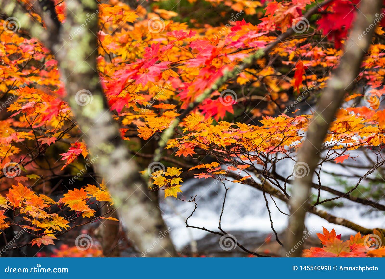Colorful Maple Leaf in Autumn Landscape Stock Photo - Image of nature ...