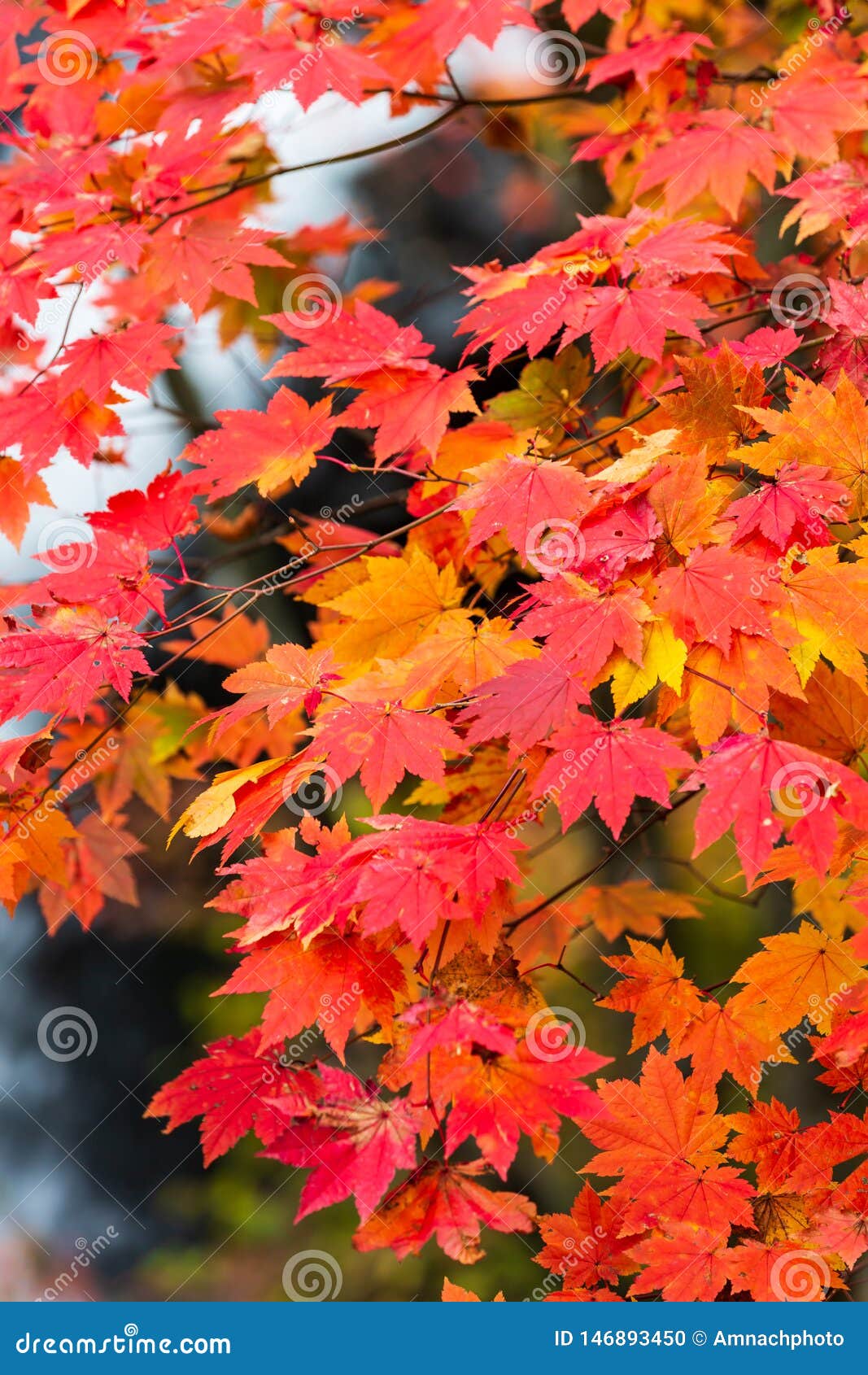 Colorful Maple Leaf in Autumn Landscape Stock Photo - Image of blue ...