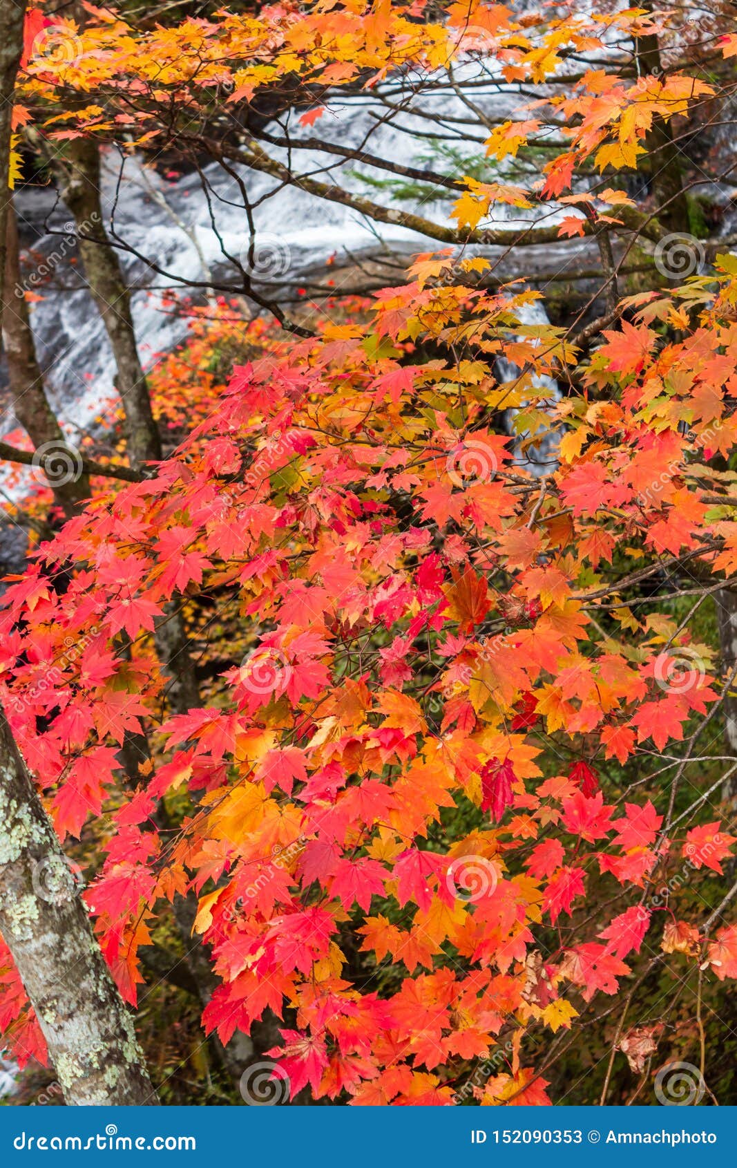 Colorful Maple Leaf in Autumn Landscape Stock Image - Image of autumn ...