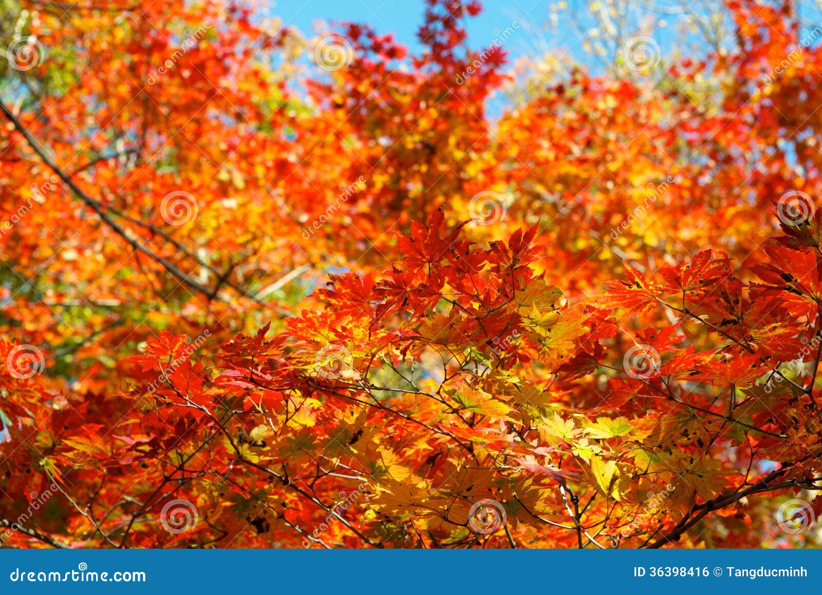 Colorful maple leaf stock photo. Image of woods, liaoning - 36398416