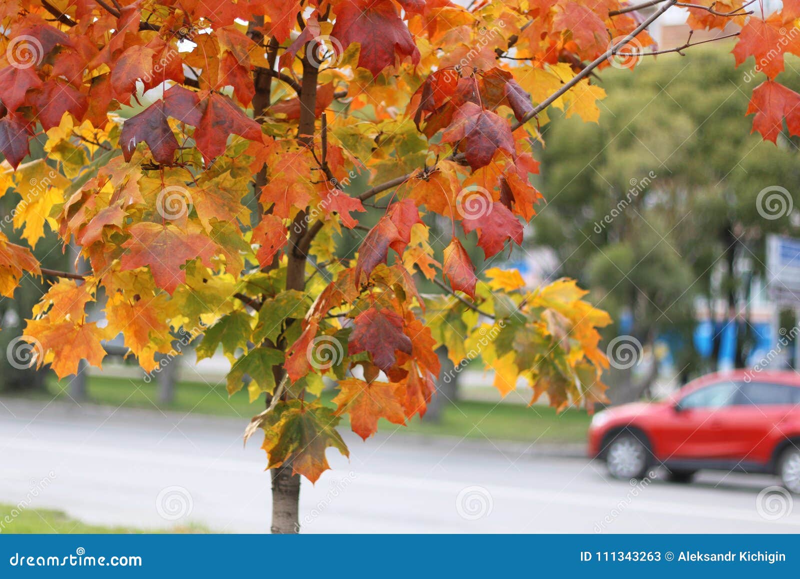 Colorful Maple Background Road Stock Image - Image of blue, lush: 111343263