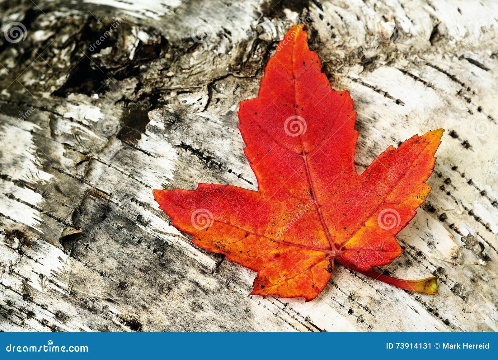Colorful Maple Leaf on a Birch Log Stock Image - Image of color, orange ...