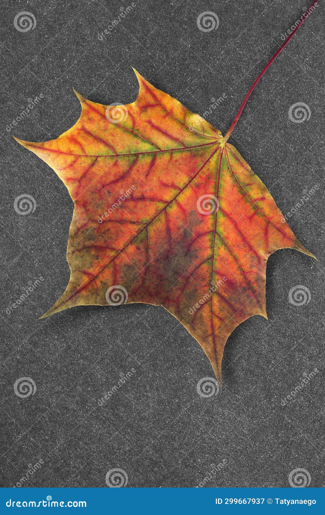 Colorful Maple Leaf on Black Stock Image - Image of natural, botany ...