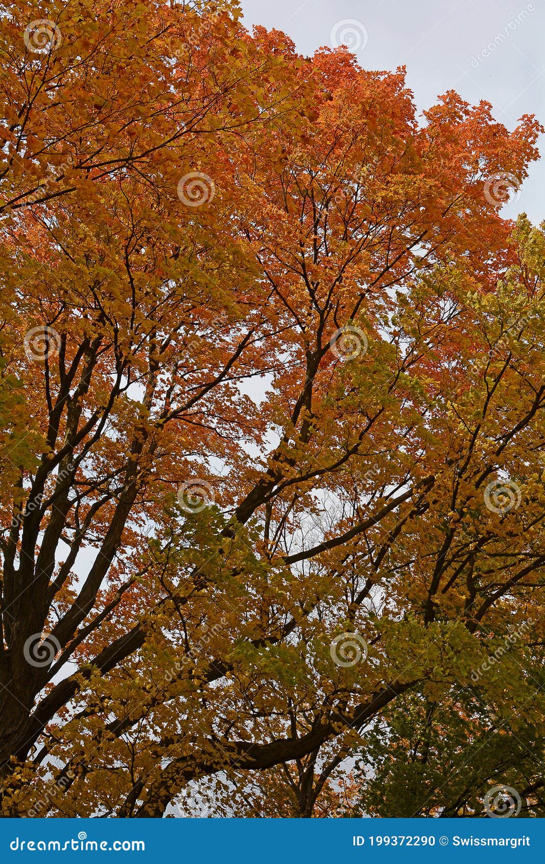 Colorful Maple Leaf Branch in Fall Stock Photo - Image of leaves ...