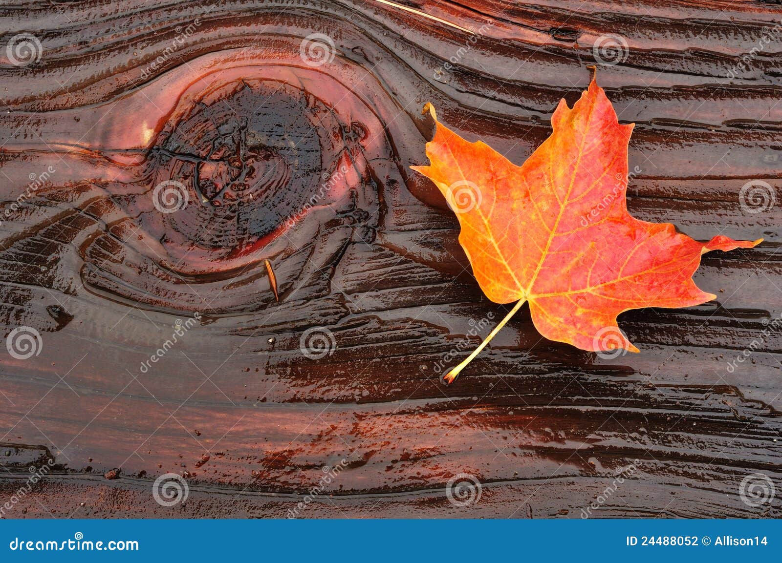 Colorful Maple Leaf on Log stock photo. Image of foliage - 24488052