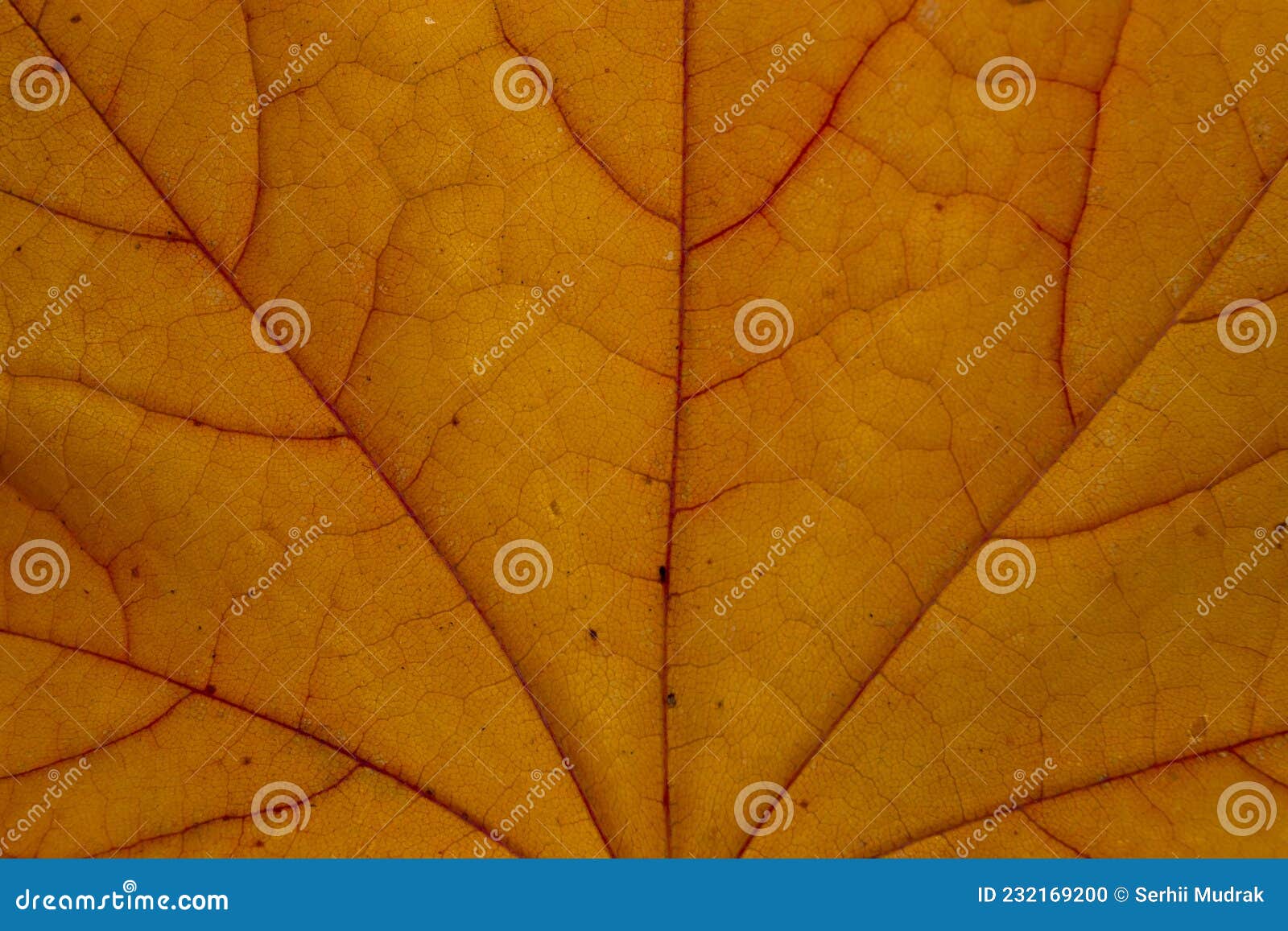 Colorful Maple Leaf Structure Red and Yellow Color Stock Photo - Image ...