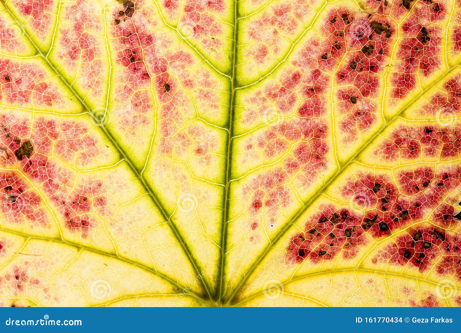 Colorful Maple Leaf Structure Stock Photo - Image of design, macro ...