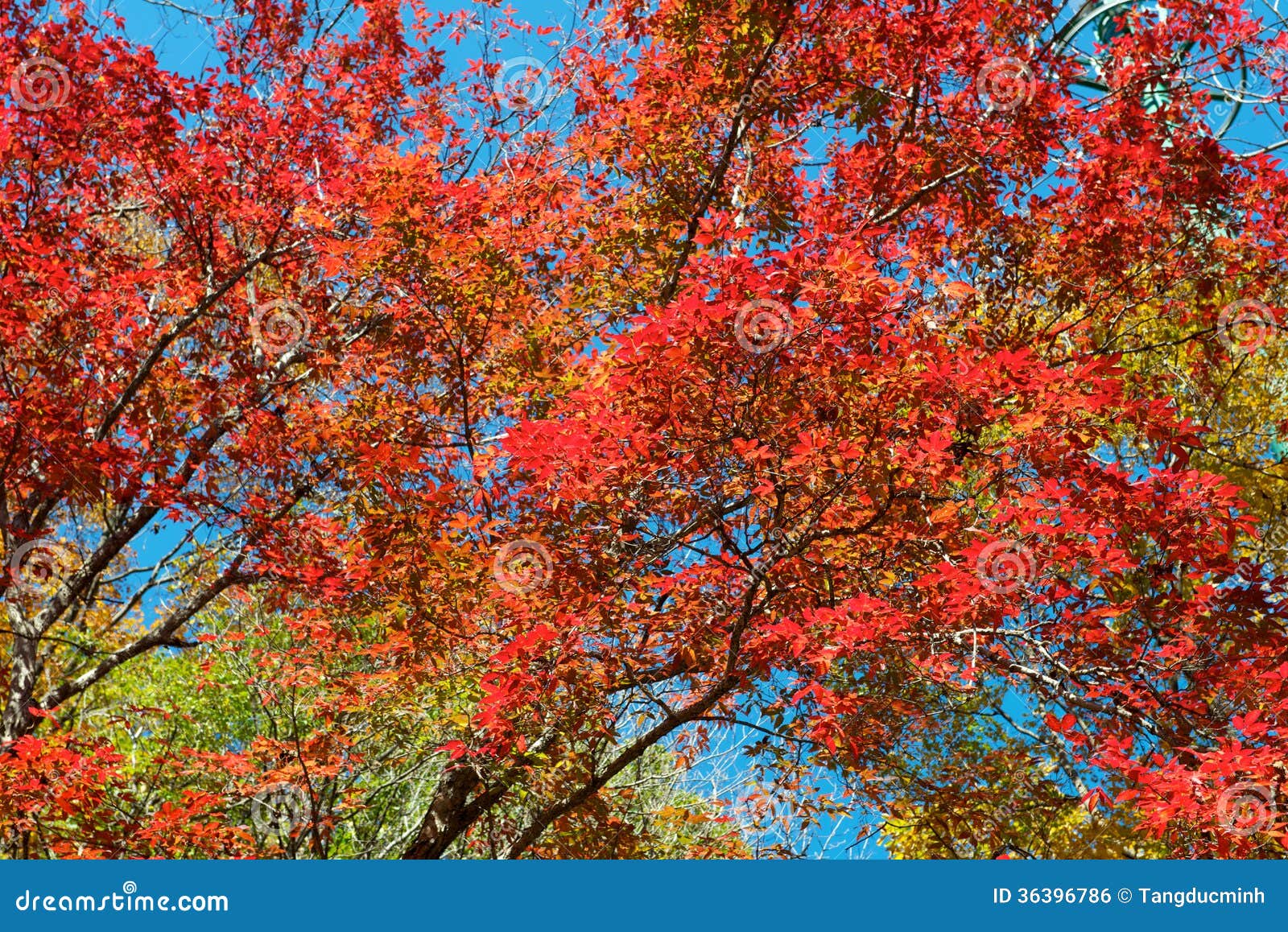 Colorful maple leaf tree stock photo. Image of natural - 36396786