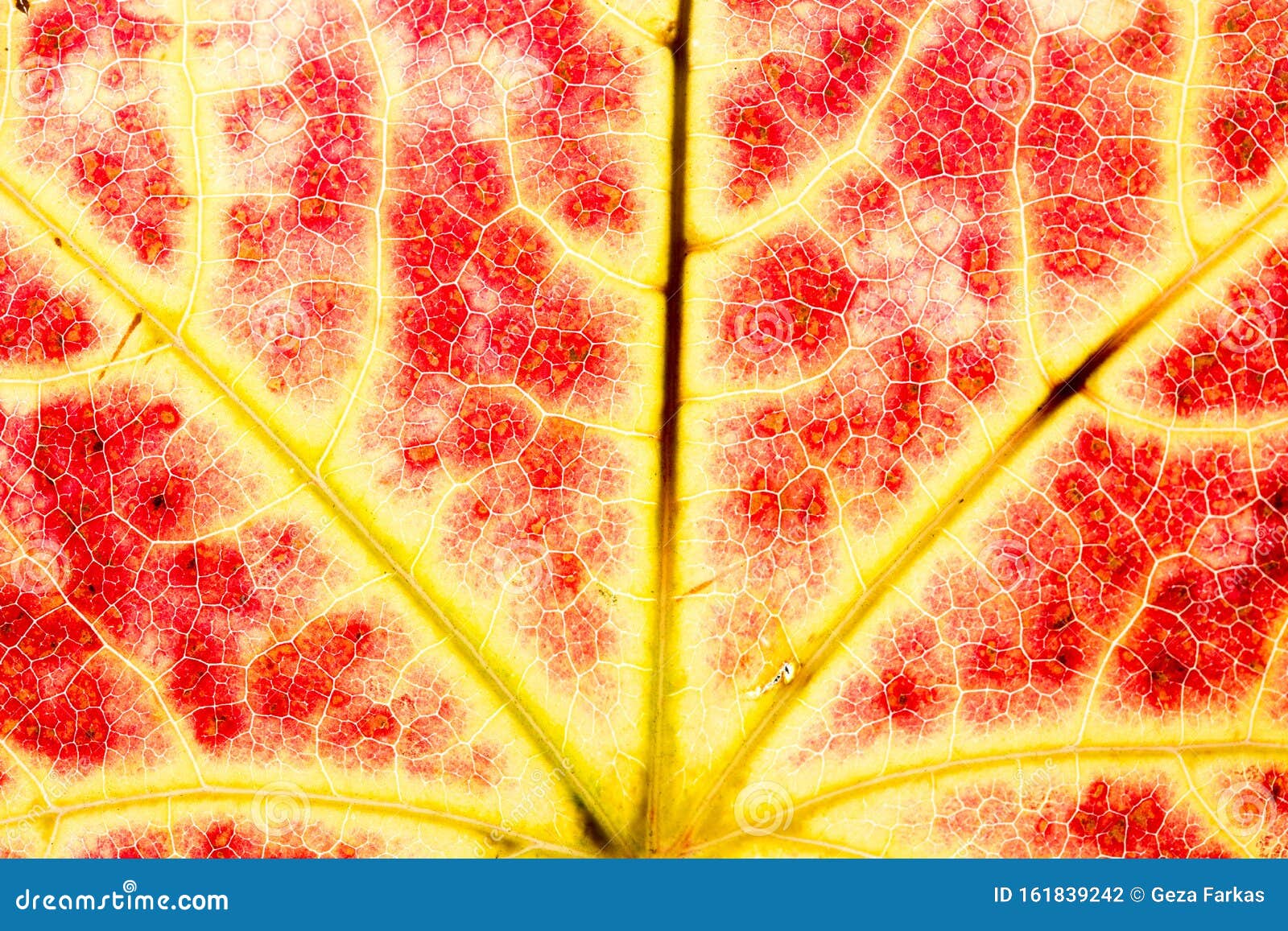Colorful Maple Leaf and Vein, Structure Stock Photo - Image of purple ...