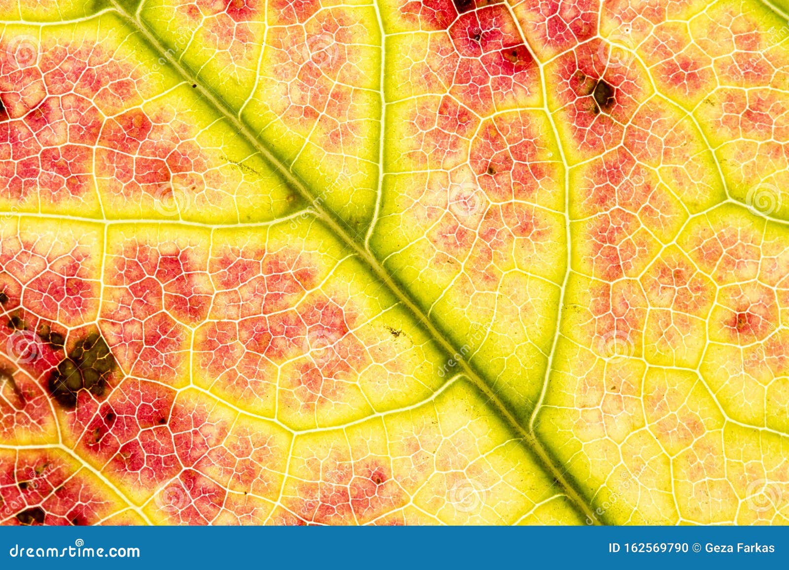 Colorful Maple Leaf and Vein, Structure Stock Photo - Image of ...