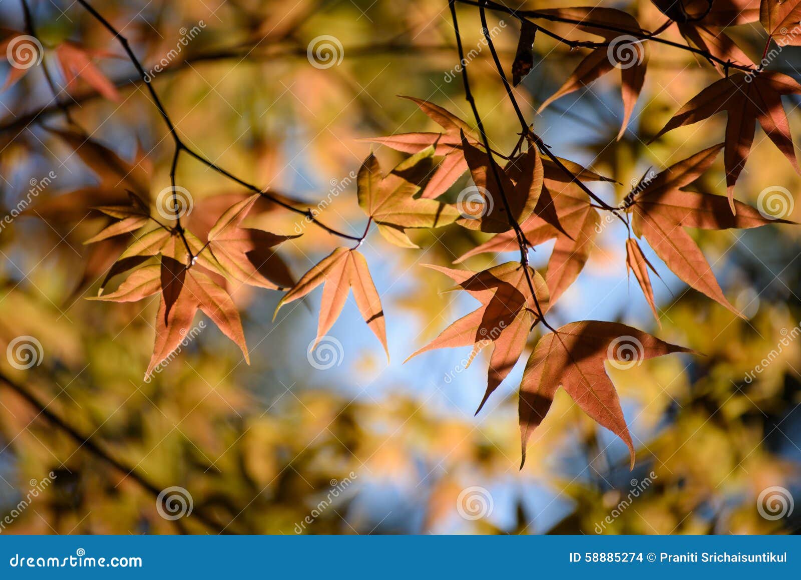 Colorful Maple Leafs Backlit Against the Color of Autumn Forest Stock ...