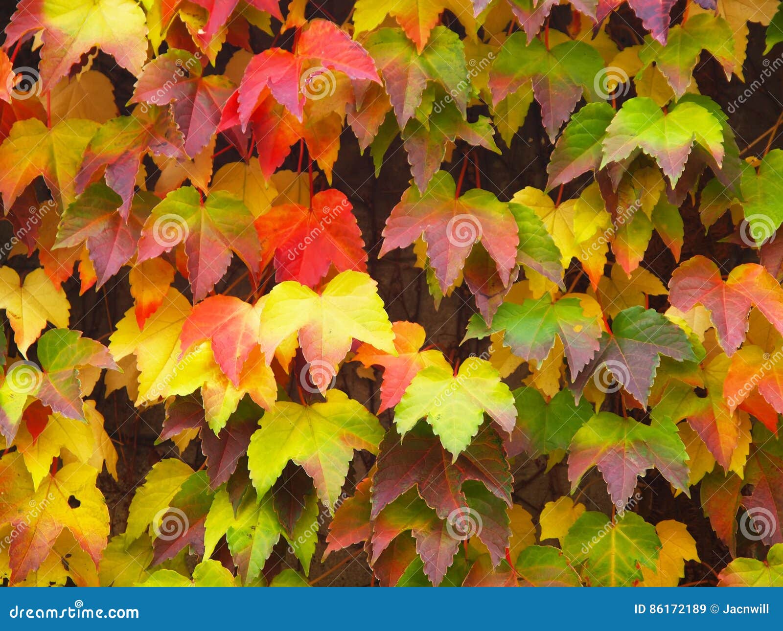 Colorful Maple Leafs stock image. Image of japanese, pointed - 86172189