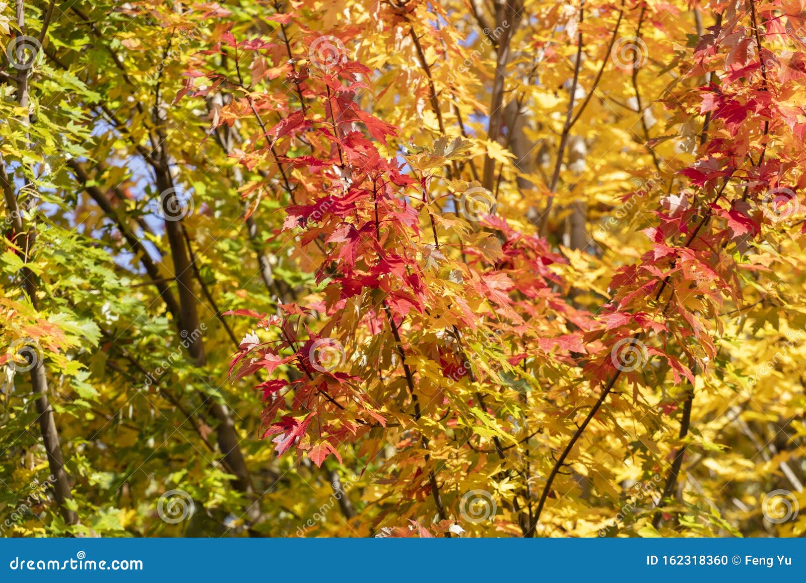 Colorful maple leave tree stock photo. Image of yellow - 162318360