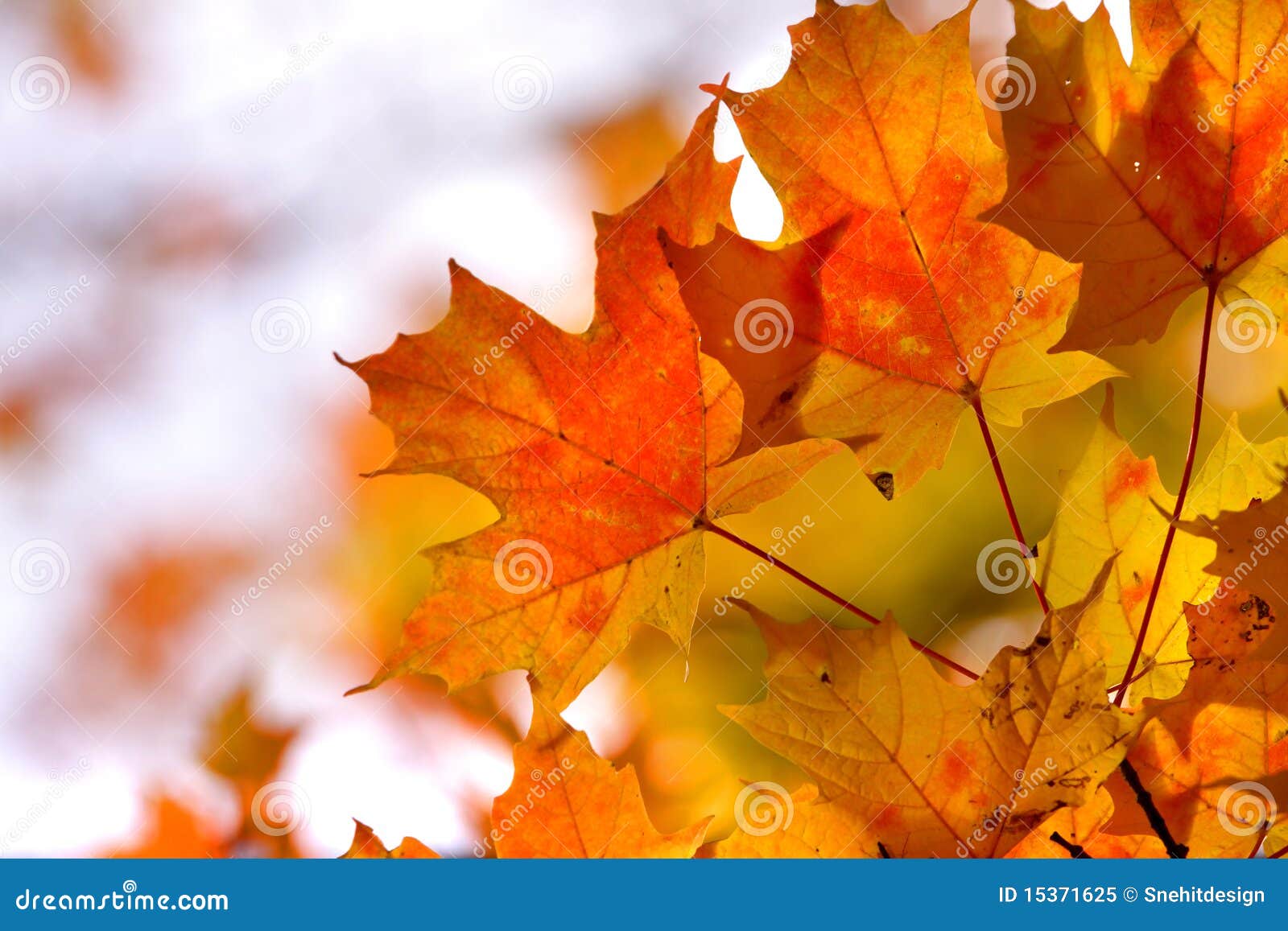 Colorful maple leaves stock image. Image of close, fall - 15371625