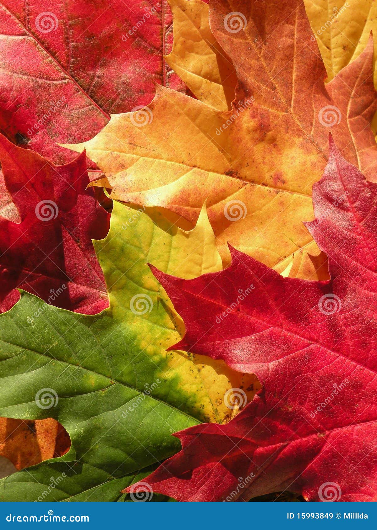 Colorful maple leaves stock image. Image of macro, pattern - 15993849