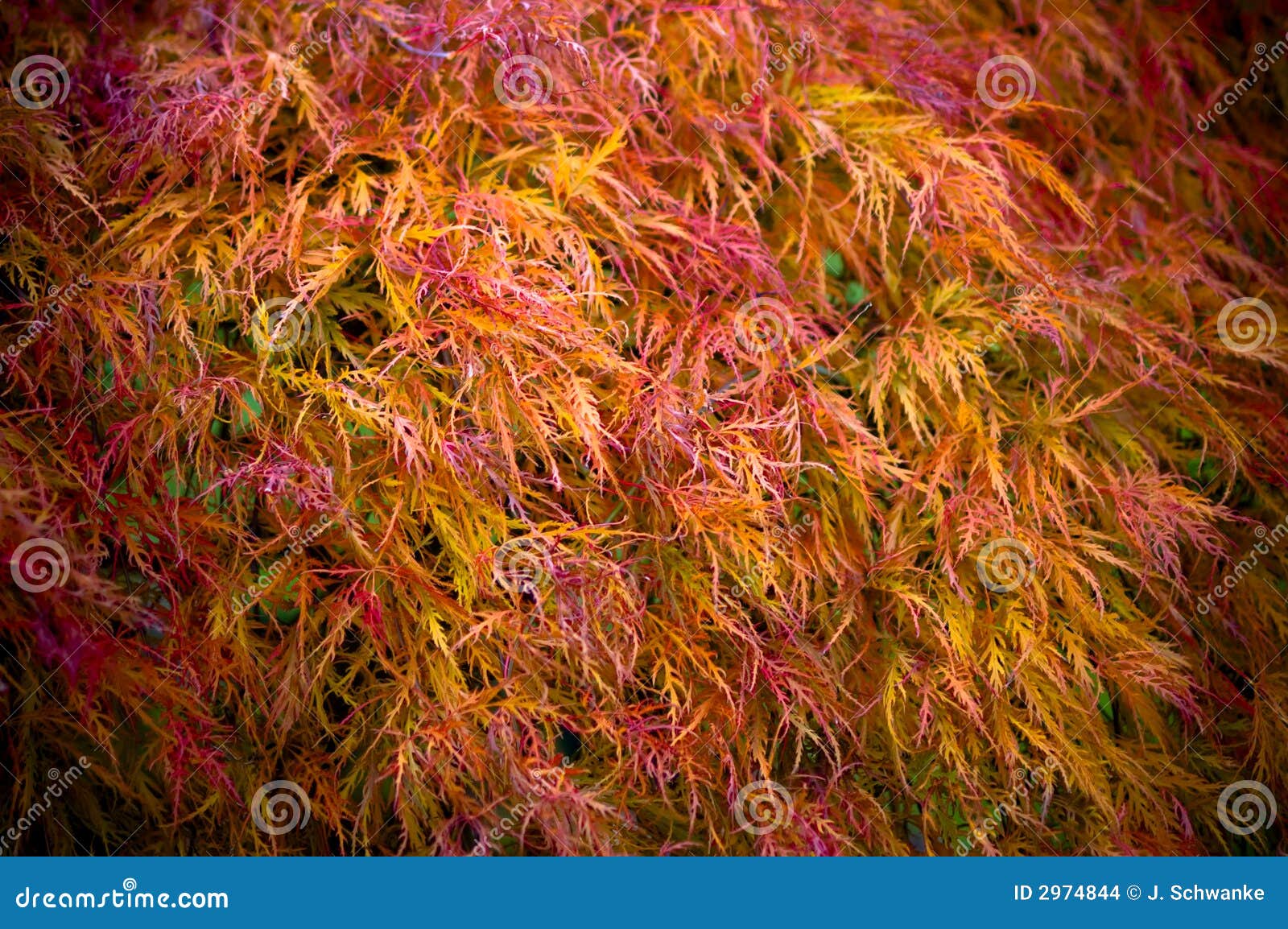 Colorful maple leaves stock photo. Image of colorful, calm - 2974844