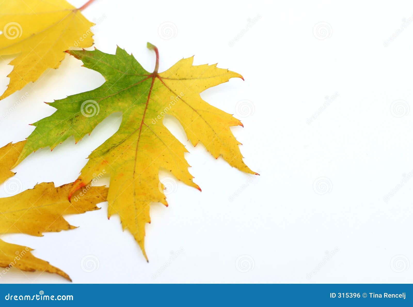 Colorful Maple Leaves stock photo. Image of note, fall - 315396