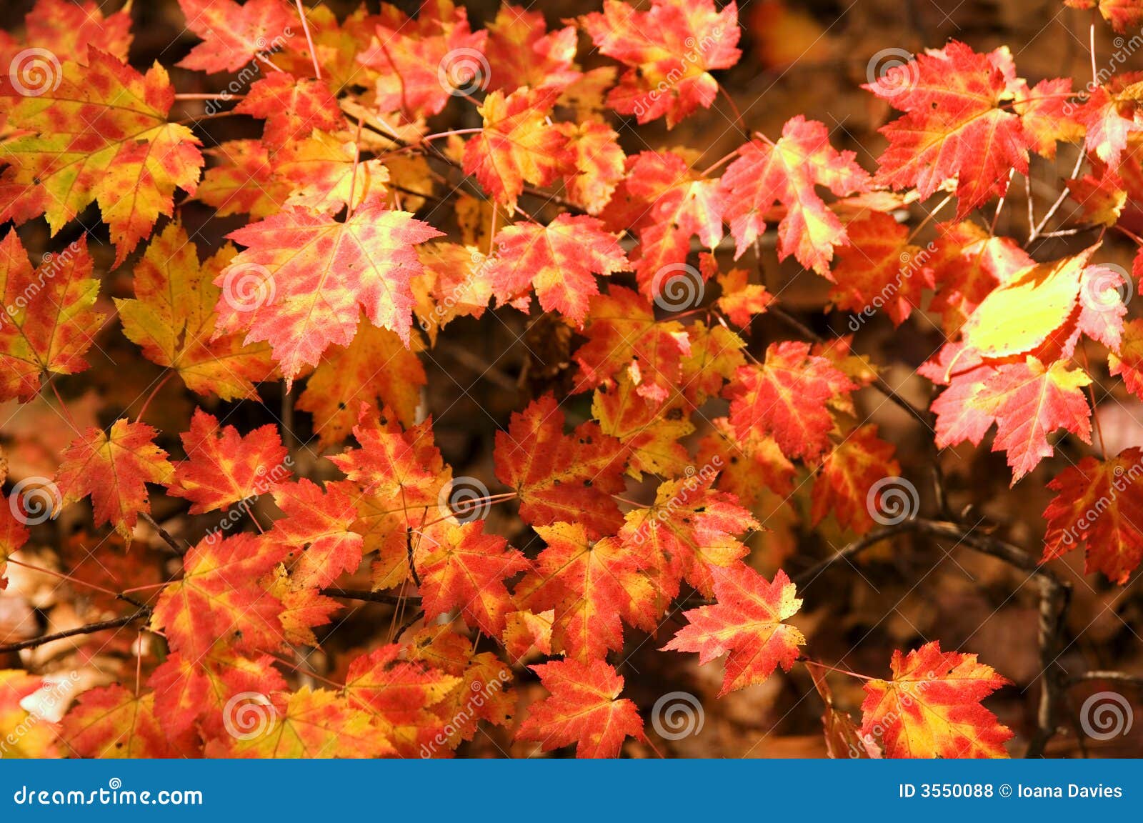 Fiery Scarlet Maple Leaf Photos - Free & Royalty-Free Stock Photos from ...
