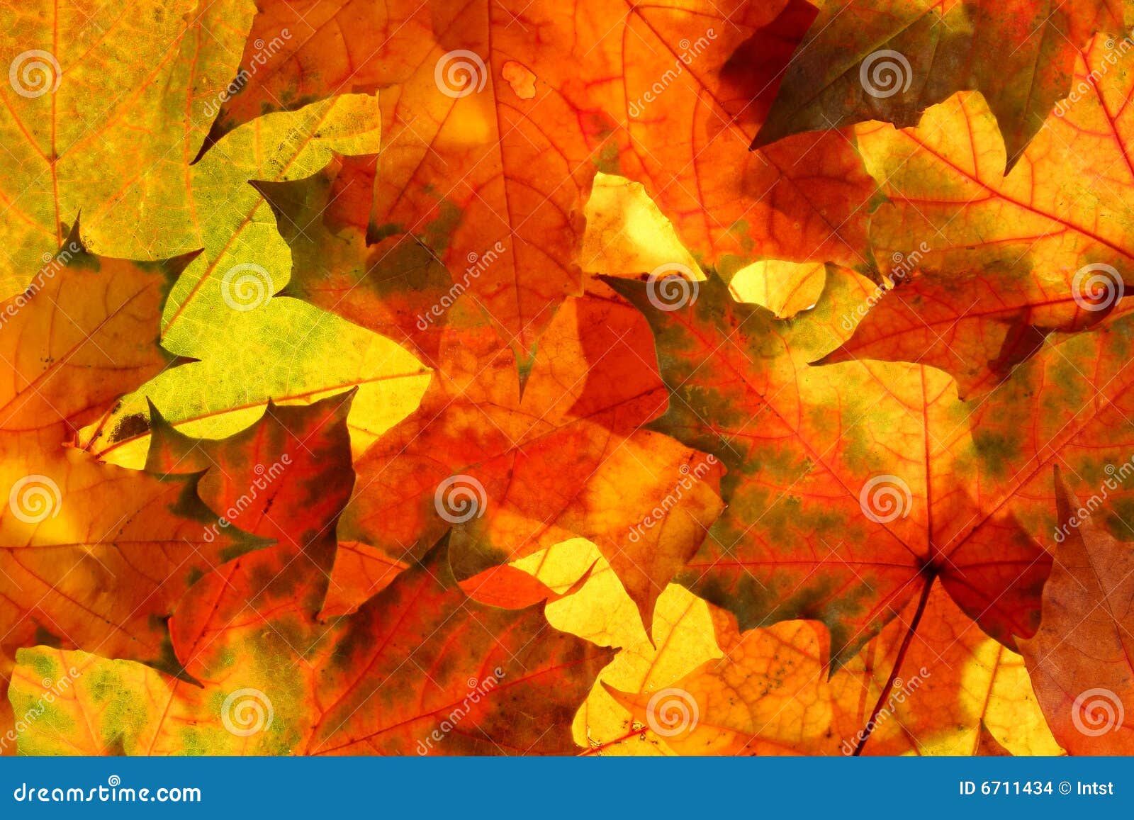 Colorful Maple leaves stock photo. Image of fall, leaves - 6711434