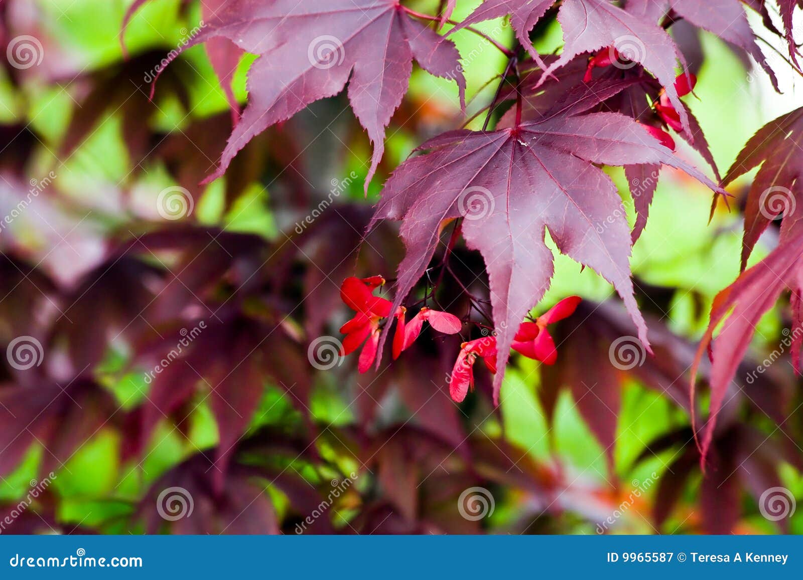 Colorful maple leaves stock image. Image of tree, colorful - 9965587