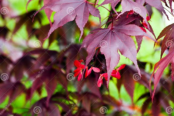 Colorful maple leaves stock image. Image of tree, colorful - 9965587