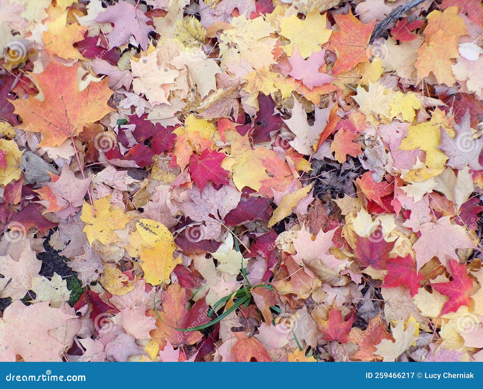 Colorful Maple Leaves stock image. Image of colorful - 259466217