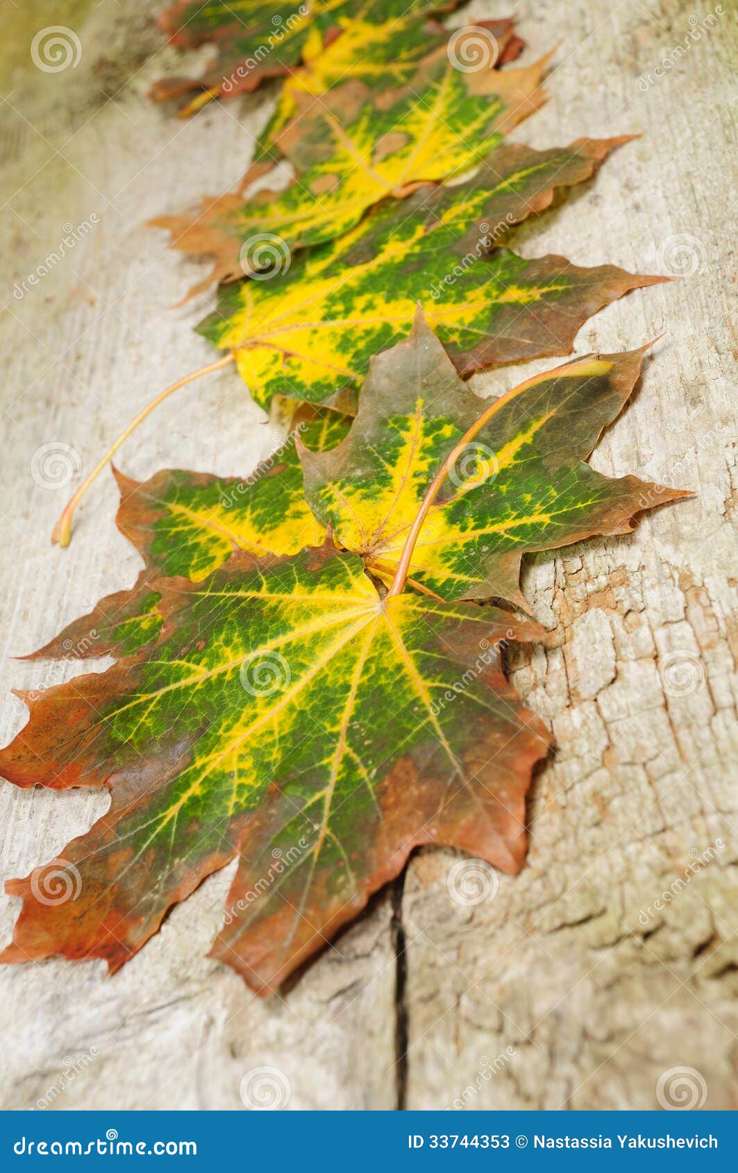 Colorful maple leaves stock image. Image of autumn, foliage - 33744353