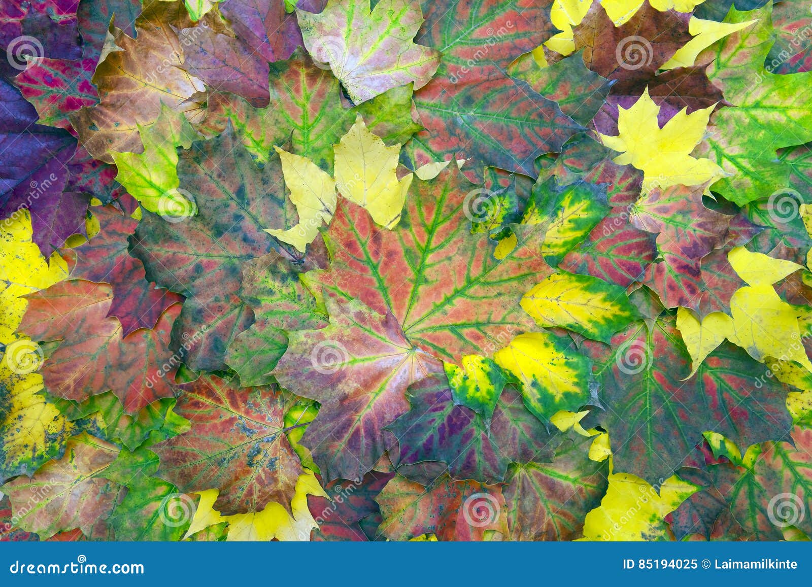 Colorful maple leaves. stock image. Image of forest, october - 85194025
