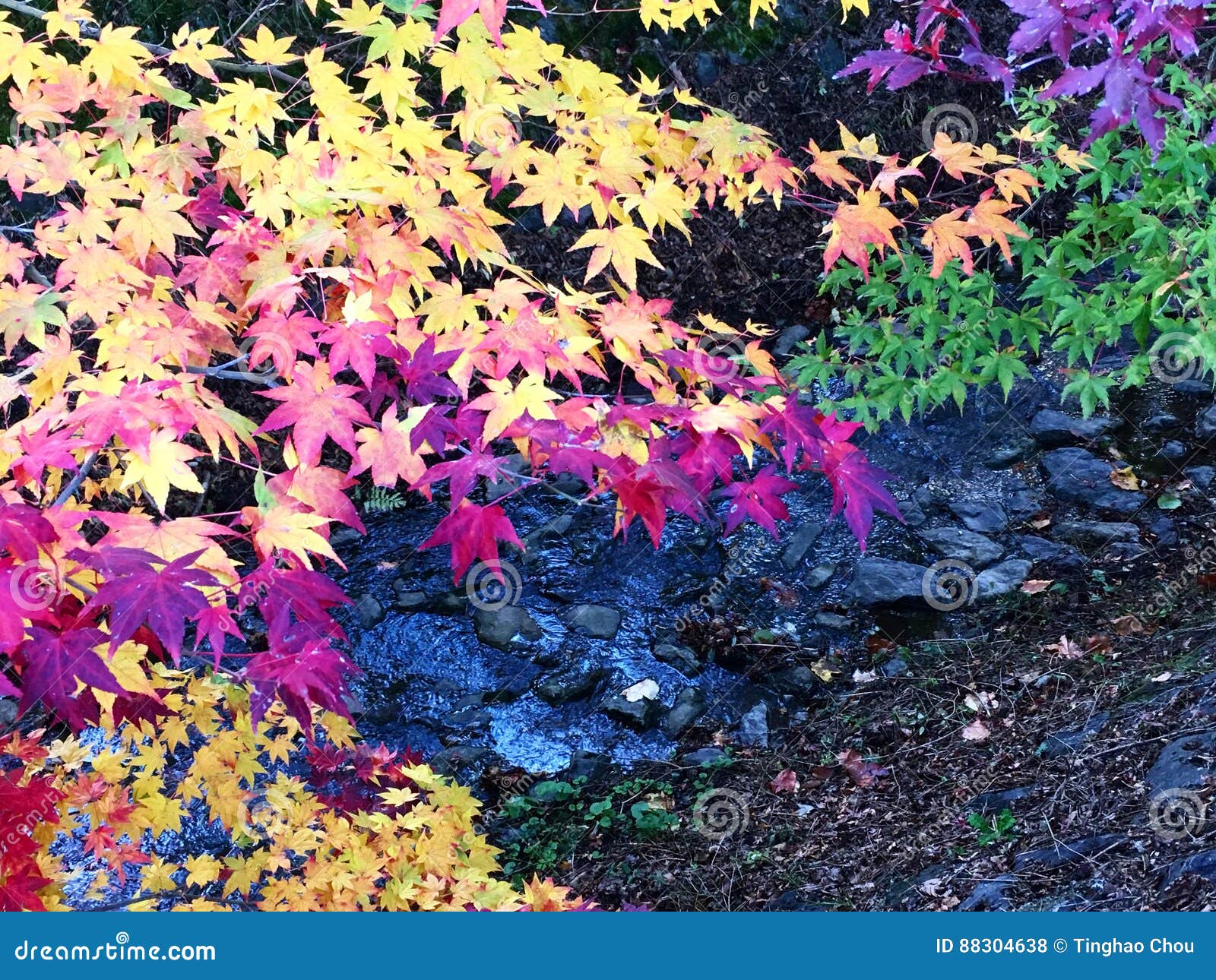Colorful Maple Leaves. Autumn. Stock Photo - Image of colors, leaves ...