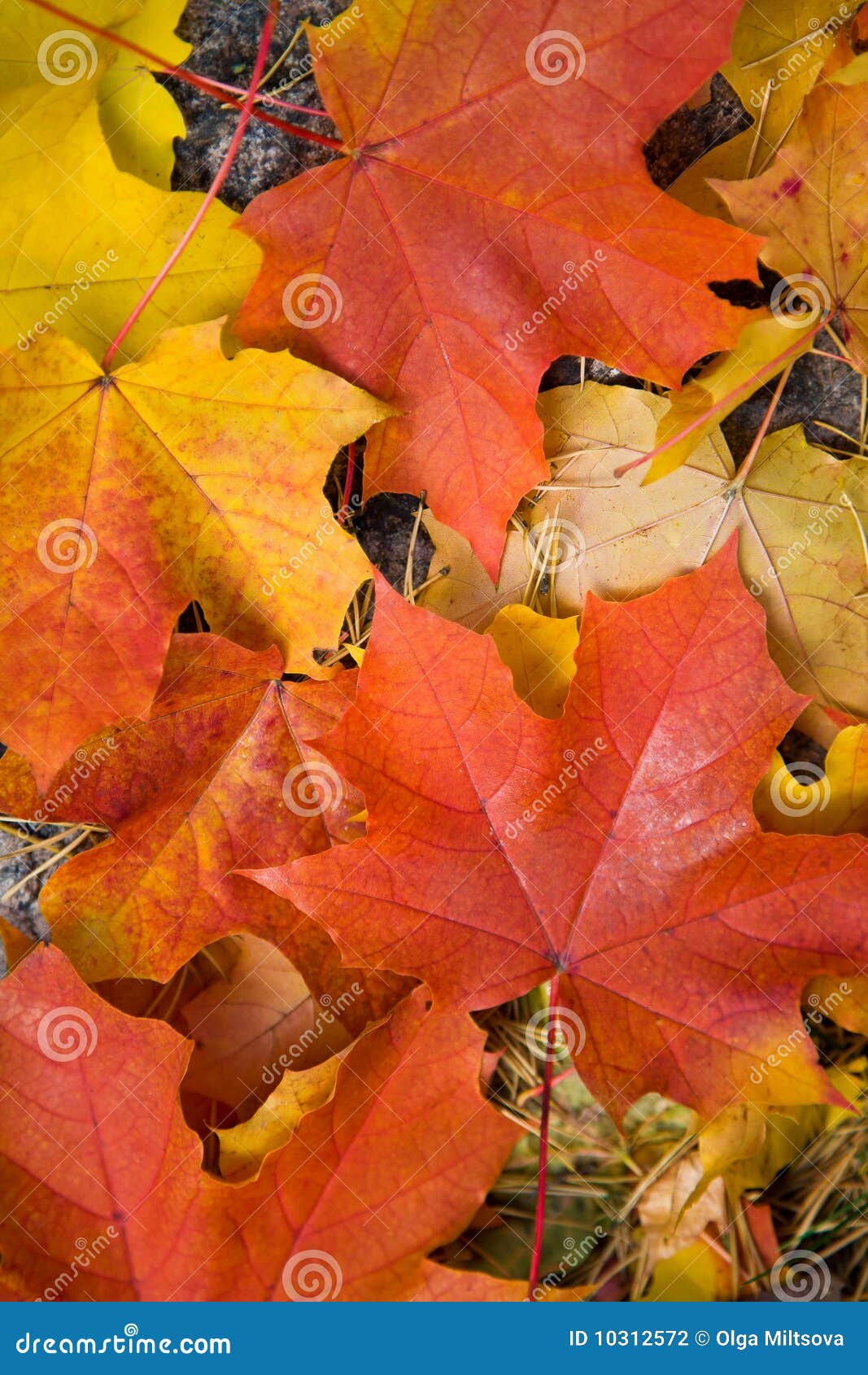 Colorful Maple Leaves Background Stock Photo - Image of background ...