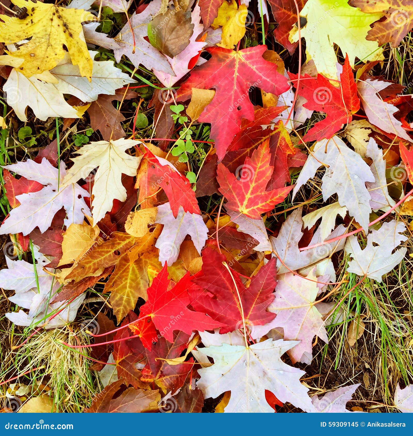 Colorful Maple Leaves Background Stock Image - Image of color, canada ...
