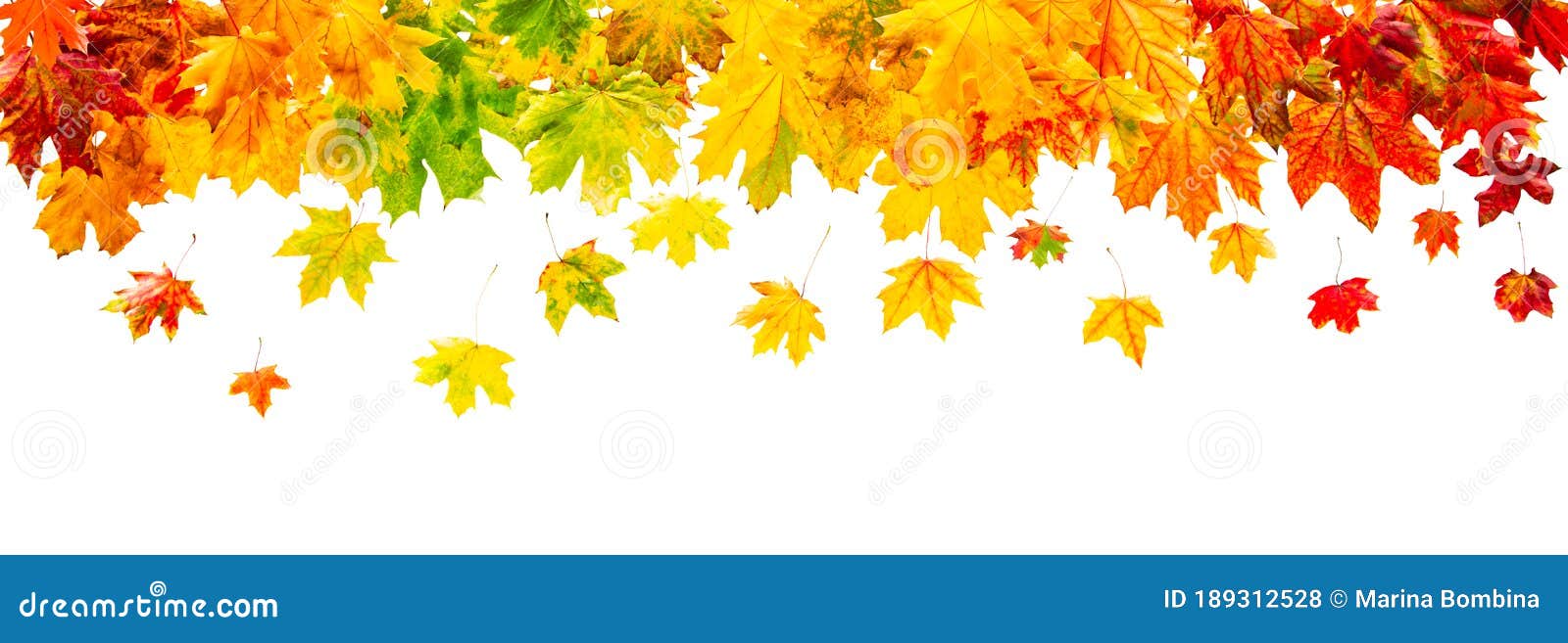 Colorful Maple Leaves Border Isolated on White Background Stock Photo ...